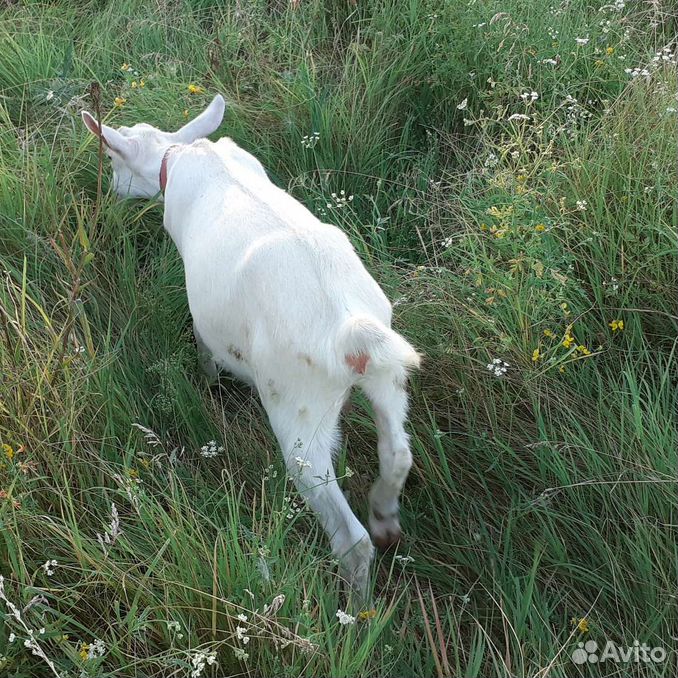 Молодая козочка заано-нуб