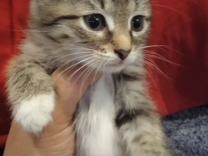 Котёнок-девчонка