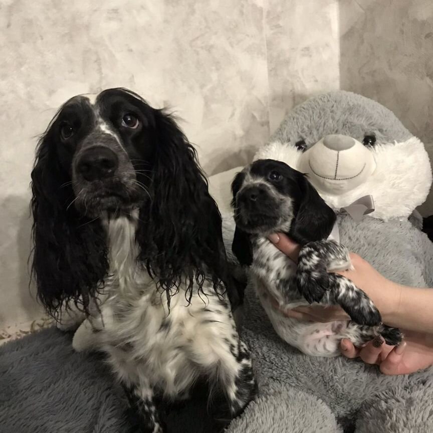 Щенки спаниеля