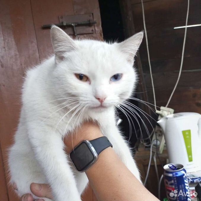 Кошка в дар бесплатно, ласковая, нежная кошечка