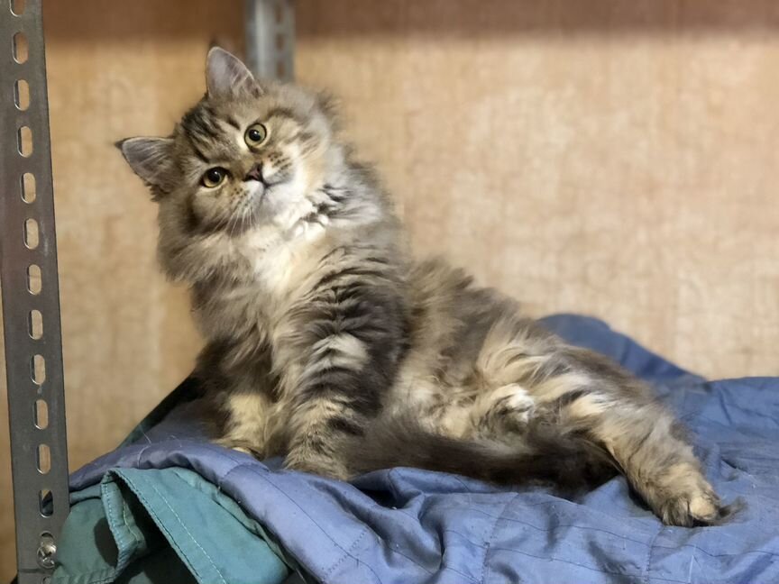 Маленькая кошечка