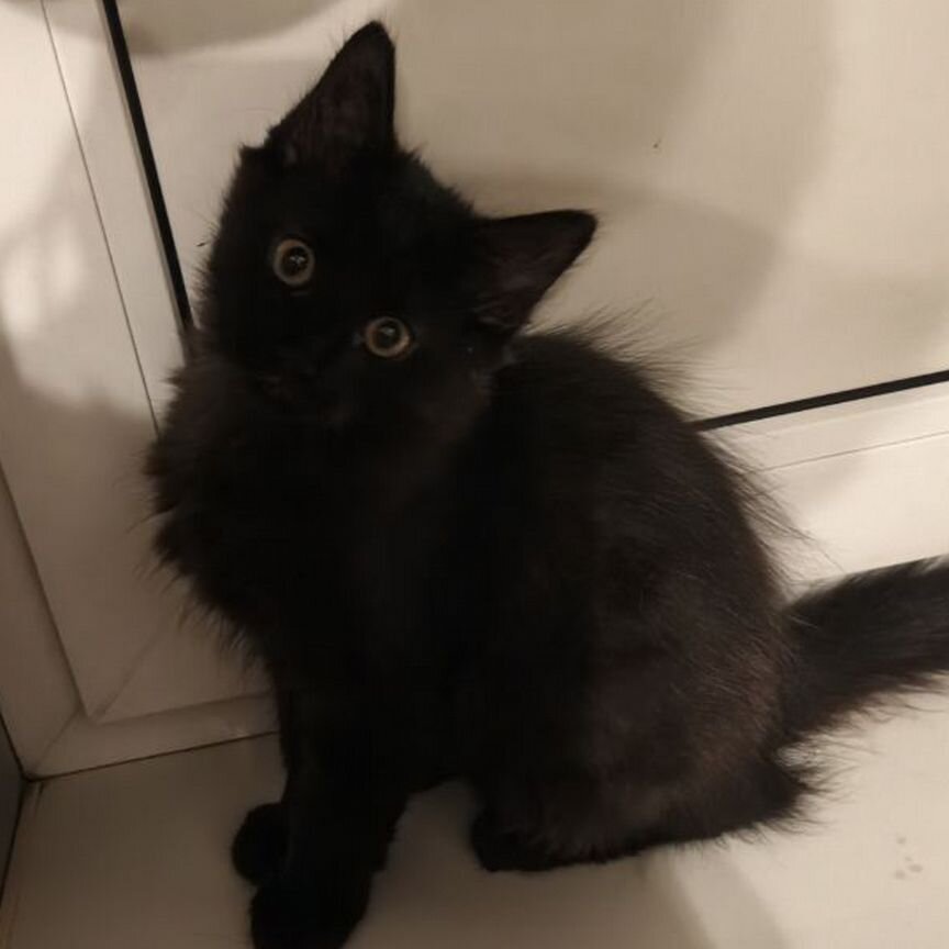 Котёнок от частного владельца