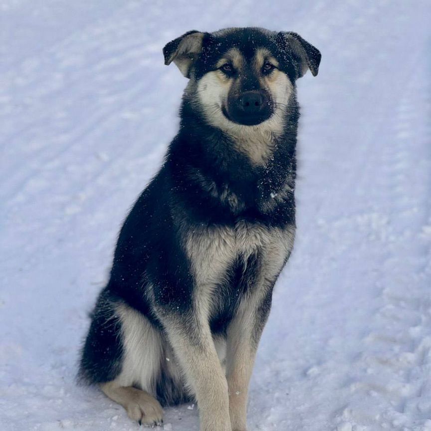 Взрослый пёс в добрые руки