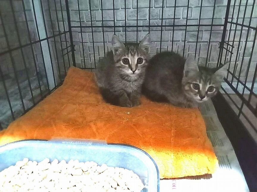 Котята-девочки. Отличные мышеловы