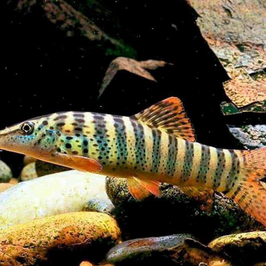 Боция бердмора аквариумная рыба