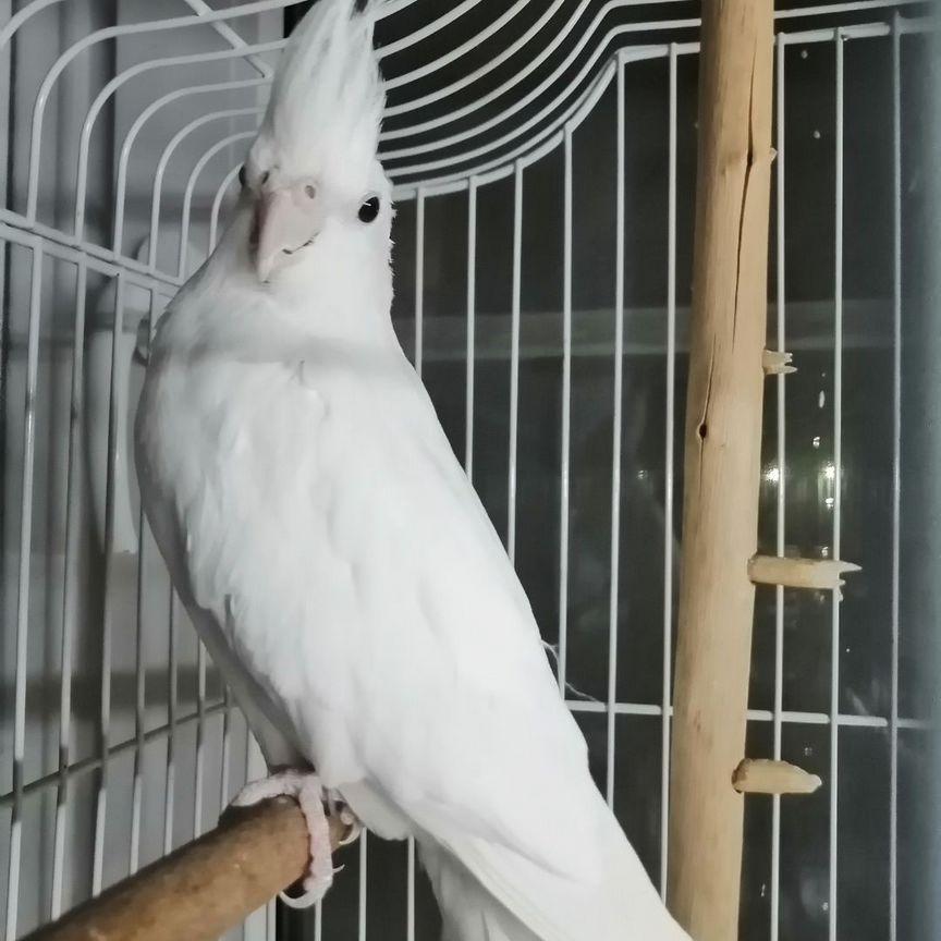 Продаётся девочка карела