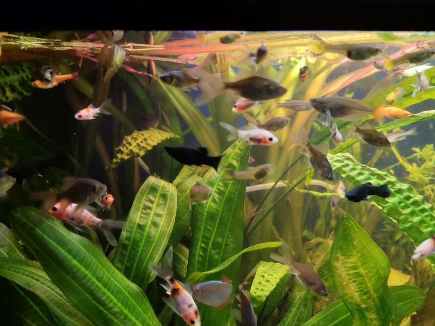 Аквариумные рыбки