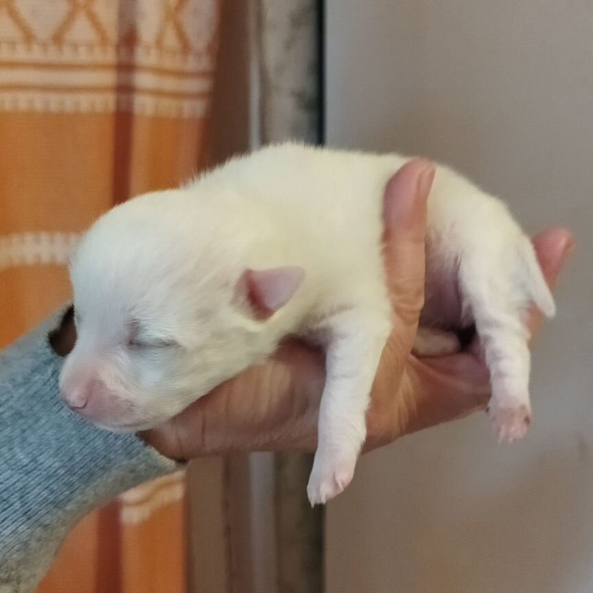 Щенок в добрые руки бесплатно, девочка (наверное)