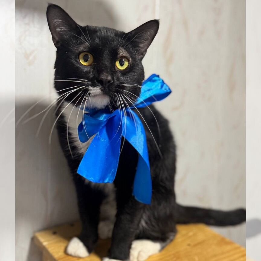 Взрослый кот в добрые руки