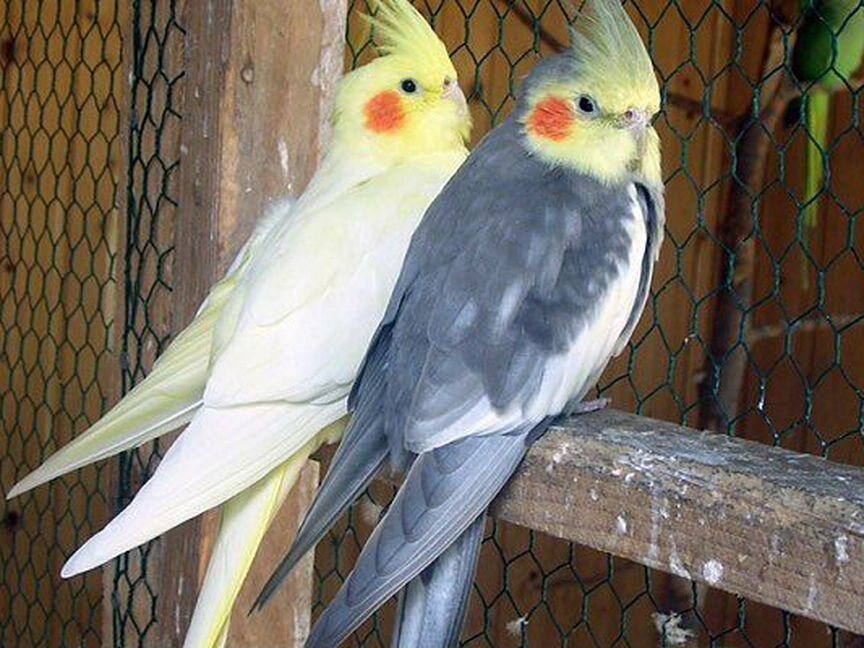 Попугай Корелла