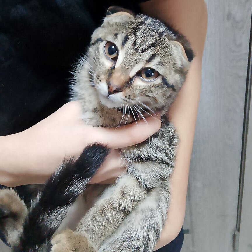 Шотландский вислоухий короткошёрстный котёнок