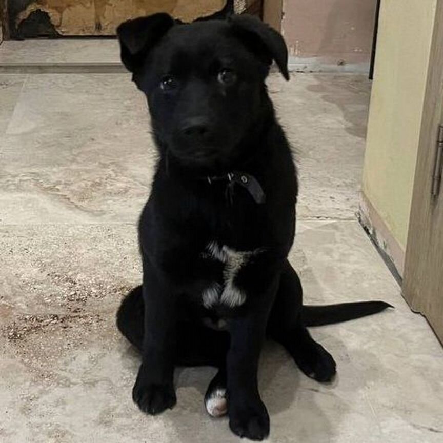 Щенок в добрые руки