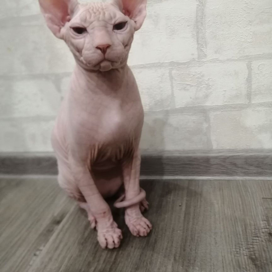 Канадский сфинкс