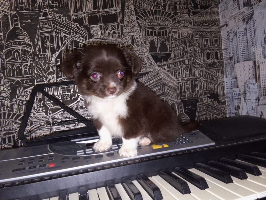 Щенки чихуахуа длинношерстные