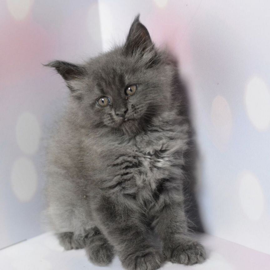 Котёнок Мейн-Кун в редком окрасе