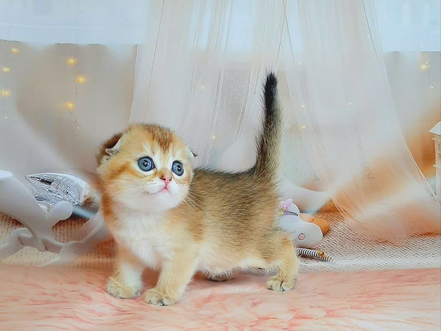Шотландский вислоухий котёнок