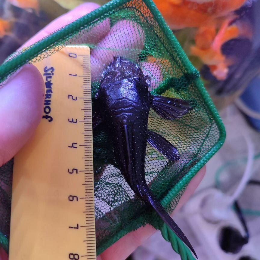 Сомик анцитрус звёздчатый Л181