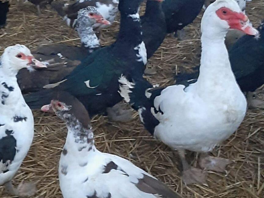 Мускусные утки