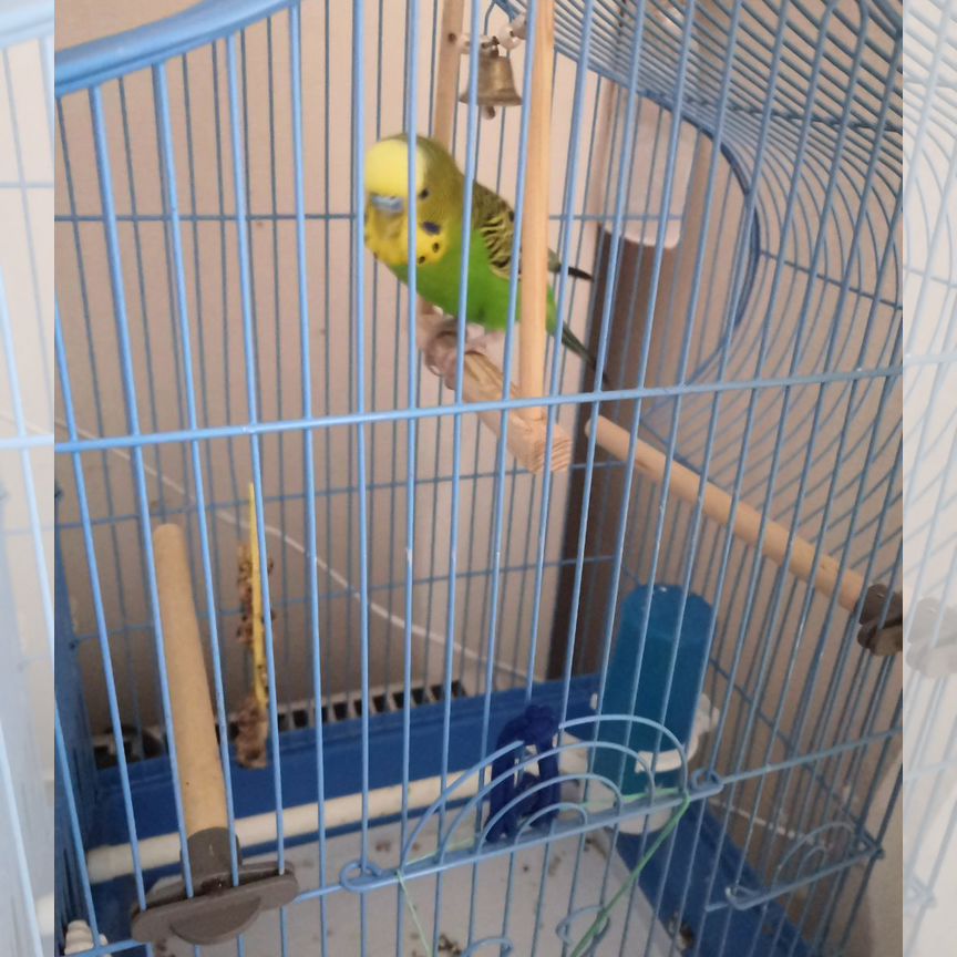 Волнистый попугай с клеткой