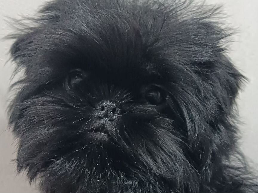 Маленькая красоточка Аффенпинчер