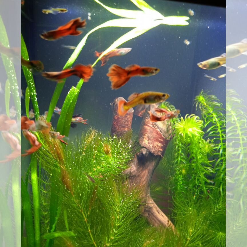 Аквариумные рыбки, гуппи