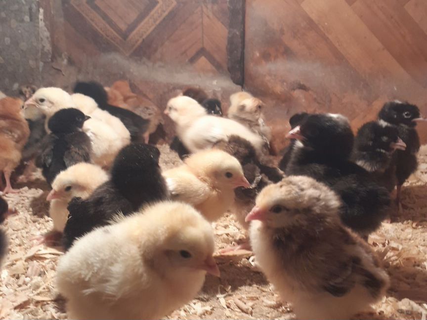 Цыплята несушки подрощенные маю заказы на бролера