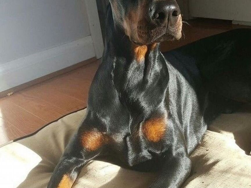 Собака доберман