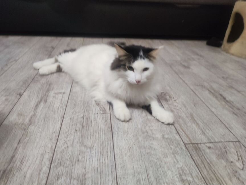 Кот