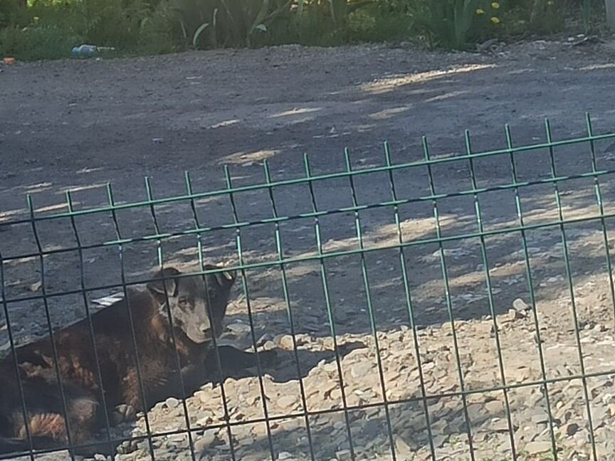 Отдам бесплатно пса в хорошие руки