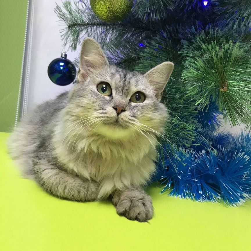 Девочка ищет дом