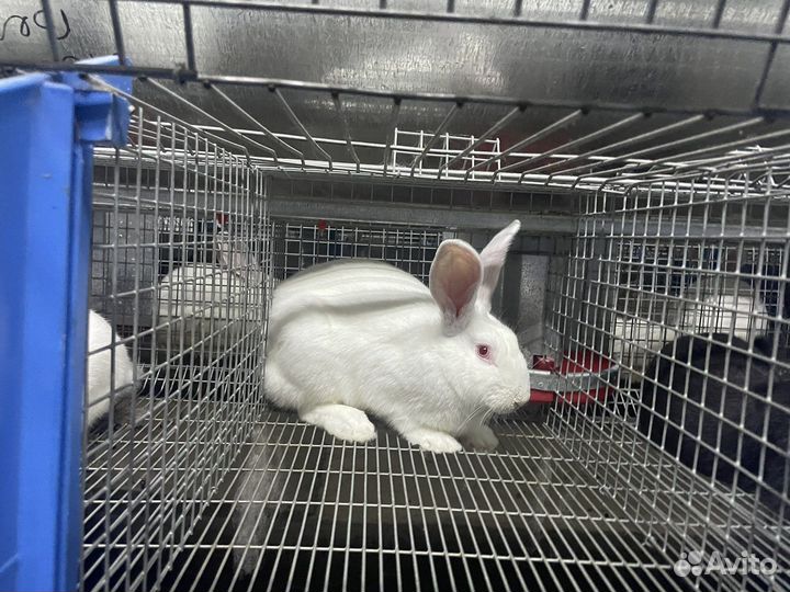 Кролик живым весом на мясо