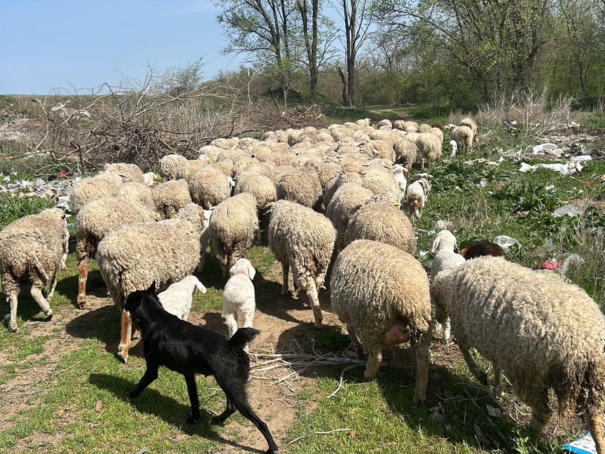 Продаю шерсть меринос и немного грубошерстные
