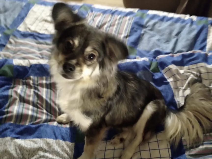 Маленькая девочка в добрые руки