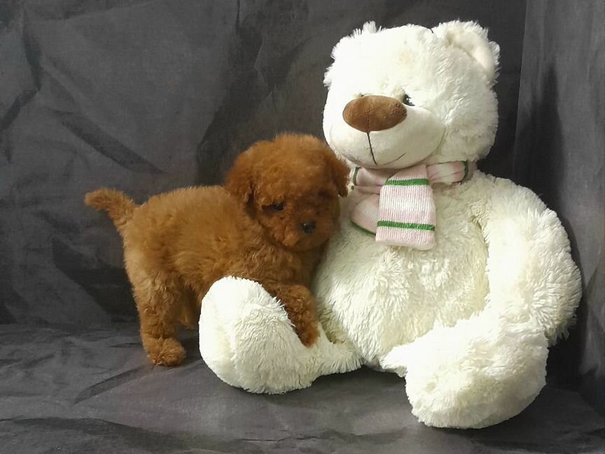 Мальчишка ми ми мишка