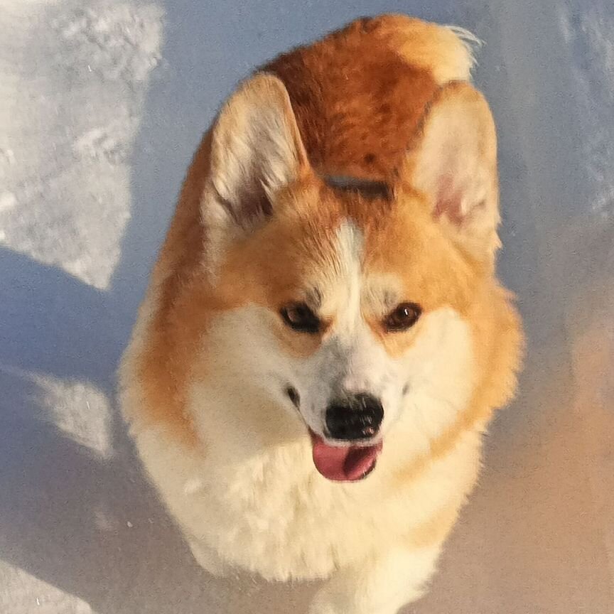 Вельш Корги Пемброк, взрослый пёс