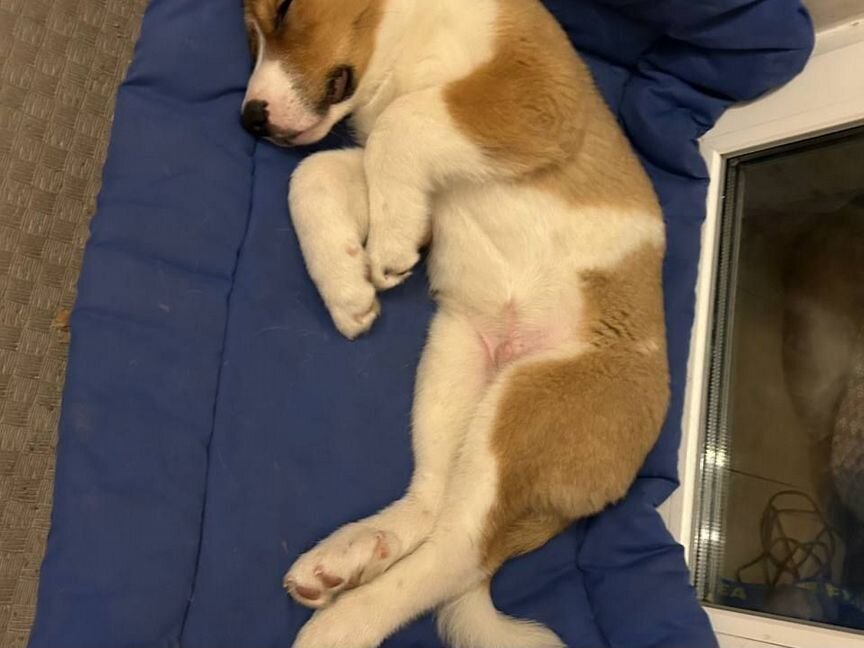 Супер щенок в добрые руки