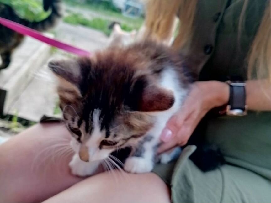 Котята ищут хороший дом