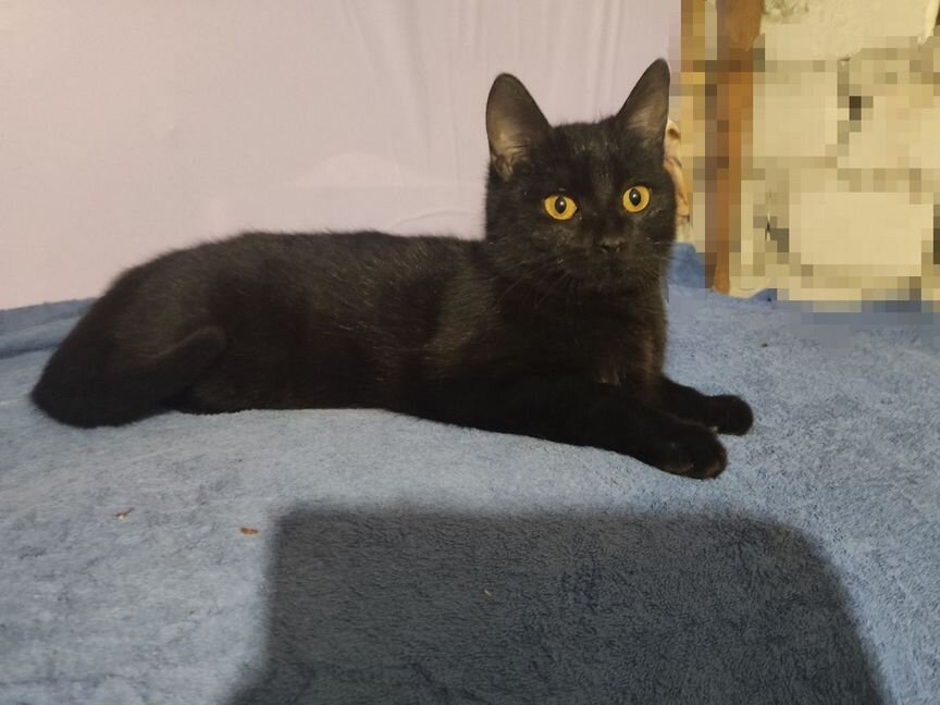 Кошечка, 6 мес. в особенной норковой шубке