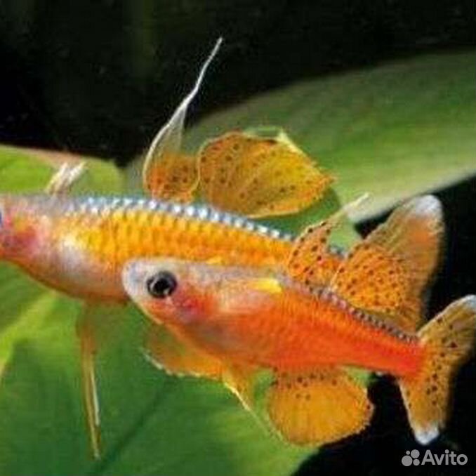 Псевдомугил паскай или алый неон