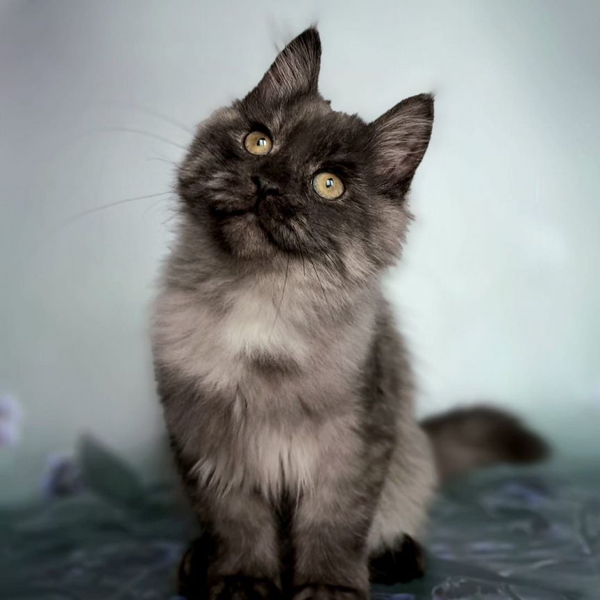 Сибирские котята