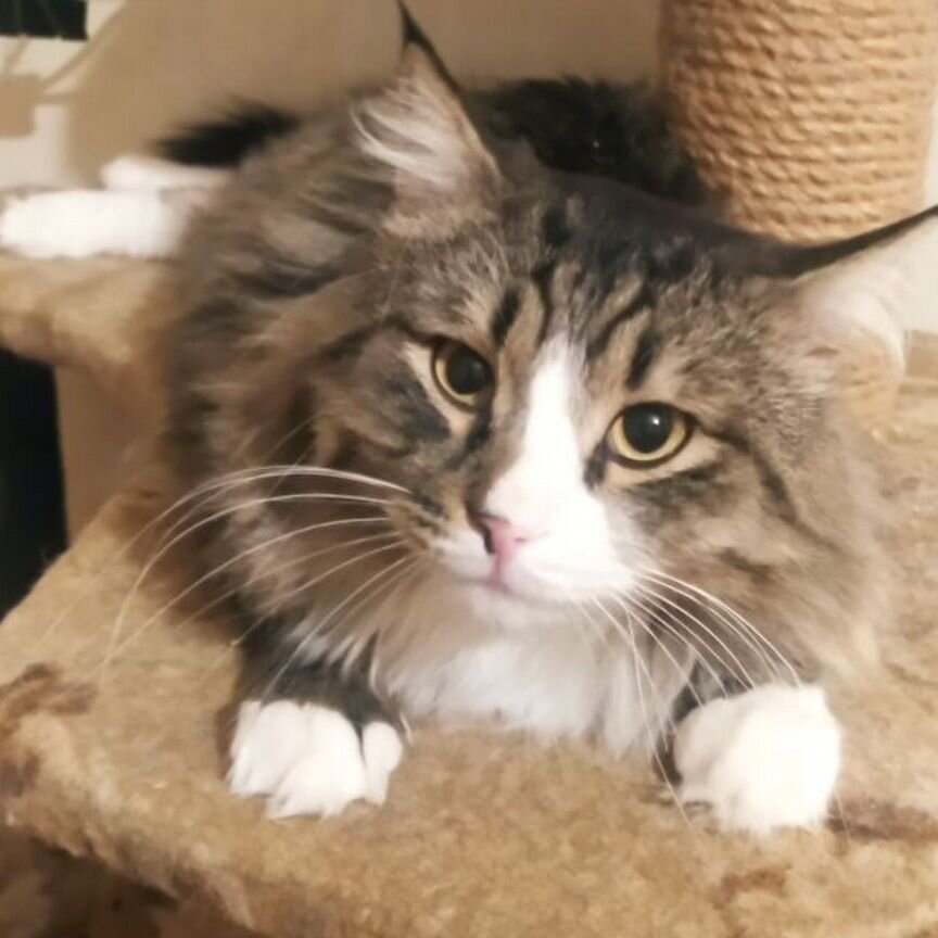 Сибирский, взрослый кот