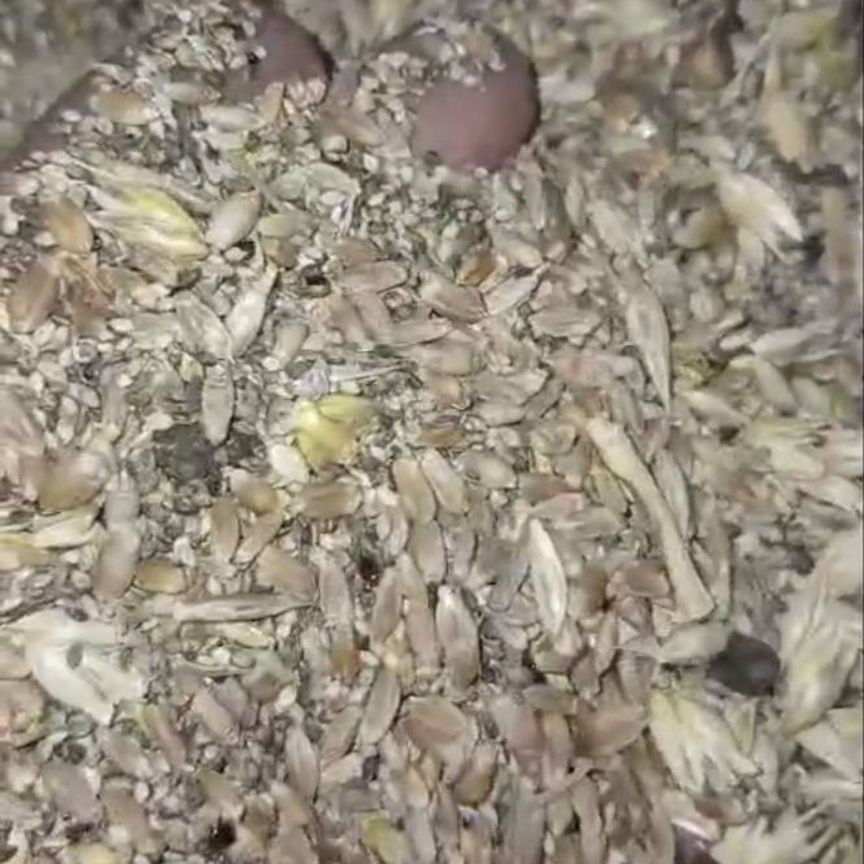 Зерно пшеница отходы