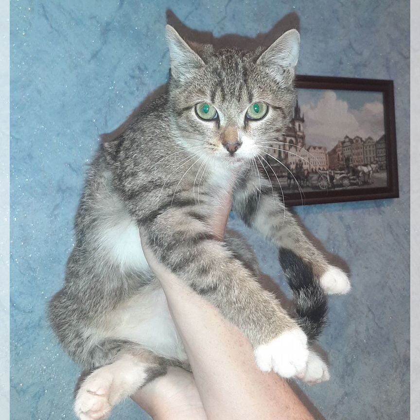 Котёнок в добрые руки