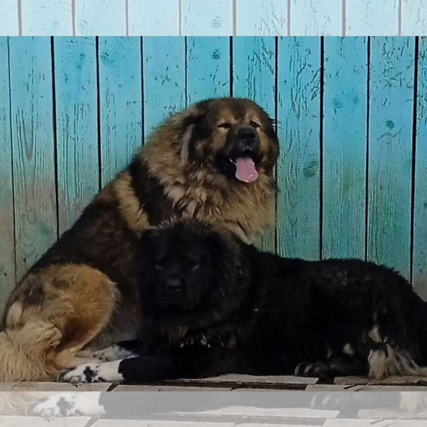 Кавказская овчарка, щенок