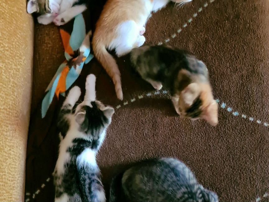 Котята в добрые руки, приучены к лотку