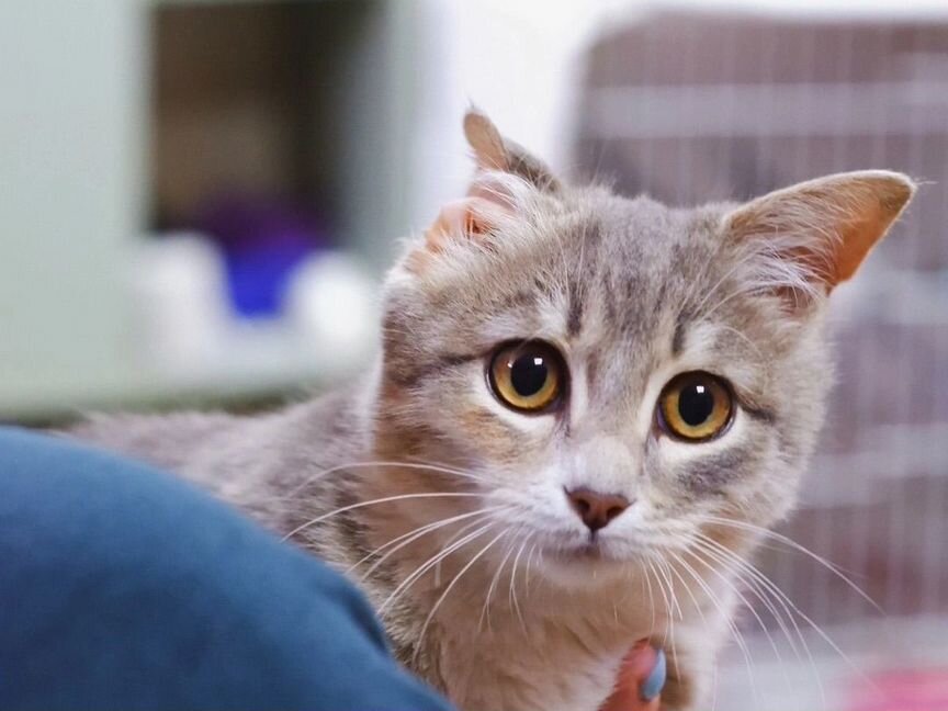 Особенная кошка подросток ищет новый дом