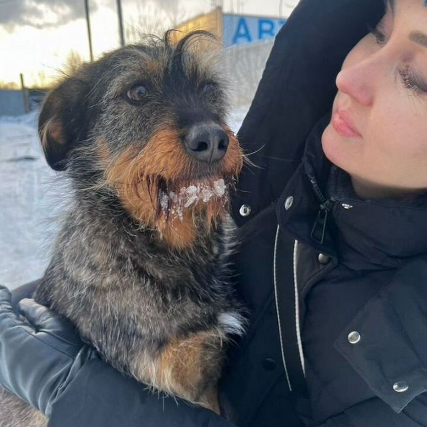 Собака в добрые руки