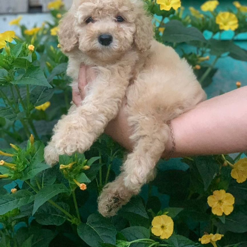 Карликовый пудель