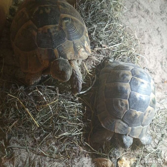 Черепаха сухопутная