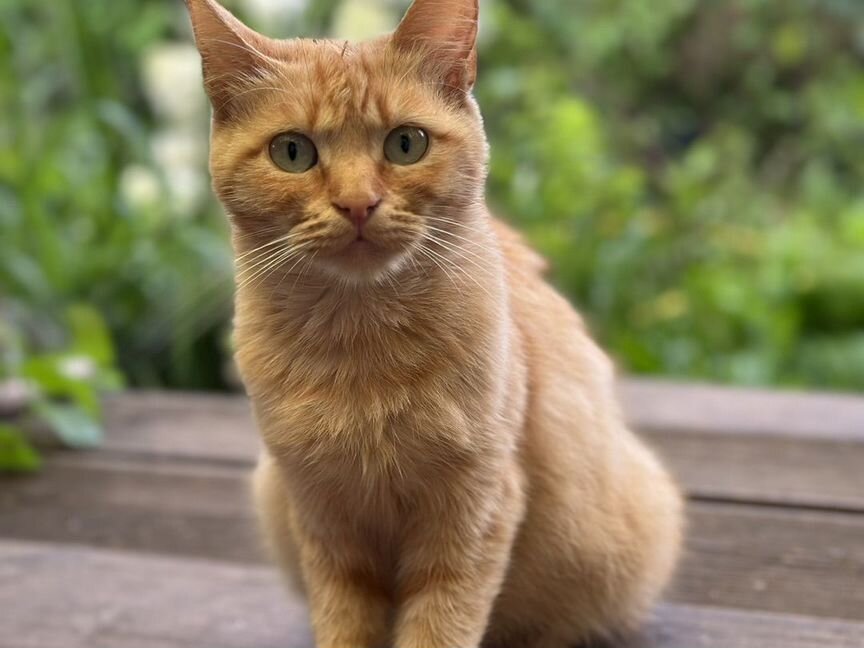 Молодые кошки в добрые руки